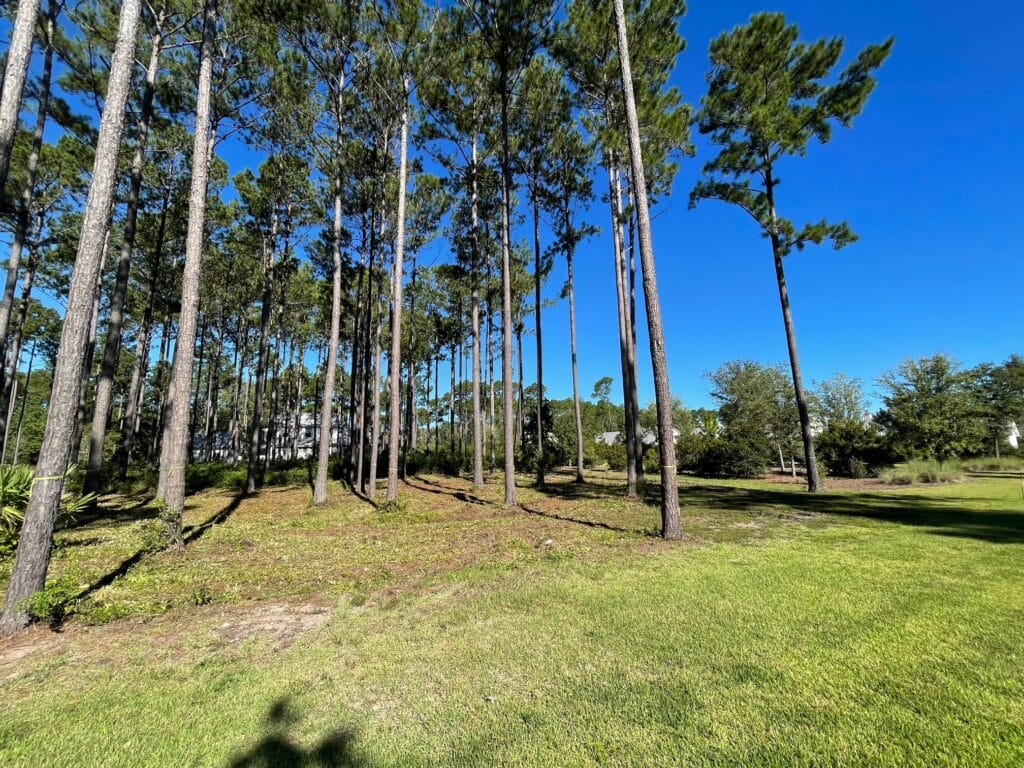 102 Summer Ducks – Palmetto Bluff