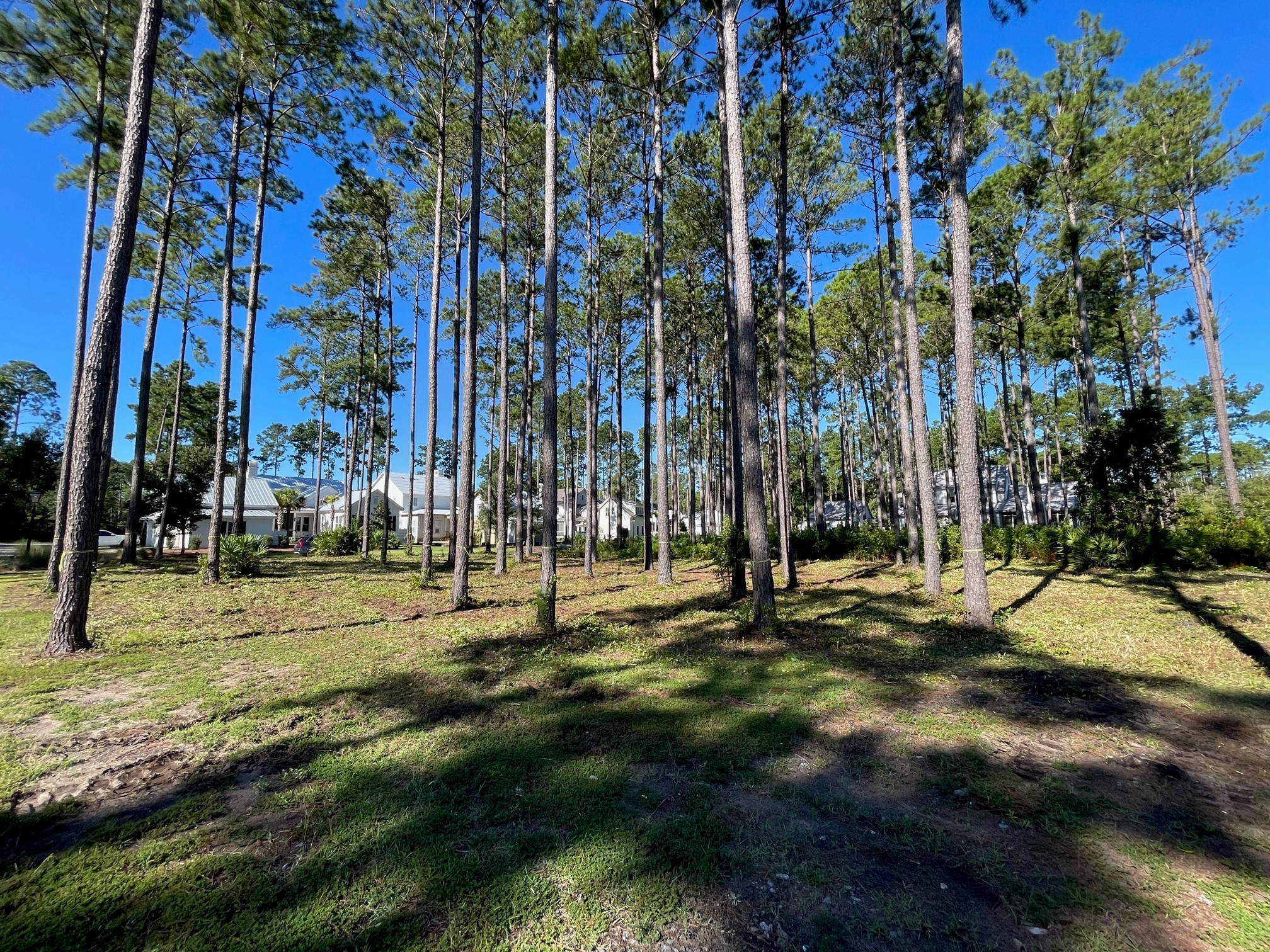 102 Summer Ducks – Palmetto Bluff