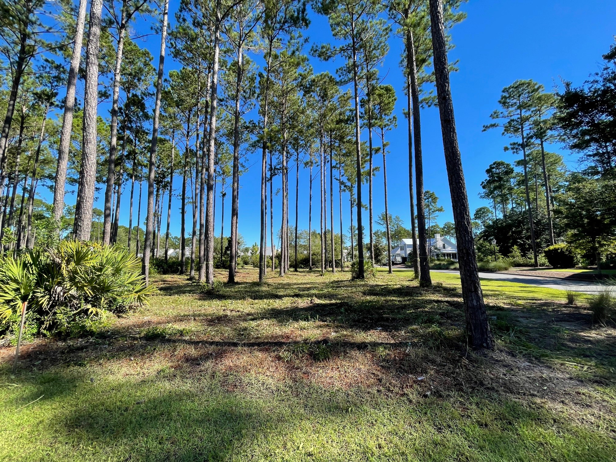 102 Summer Ducks – Palmetto Bluff