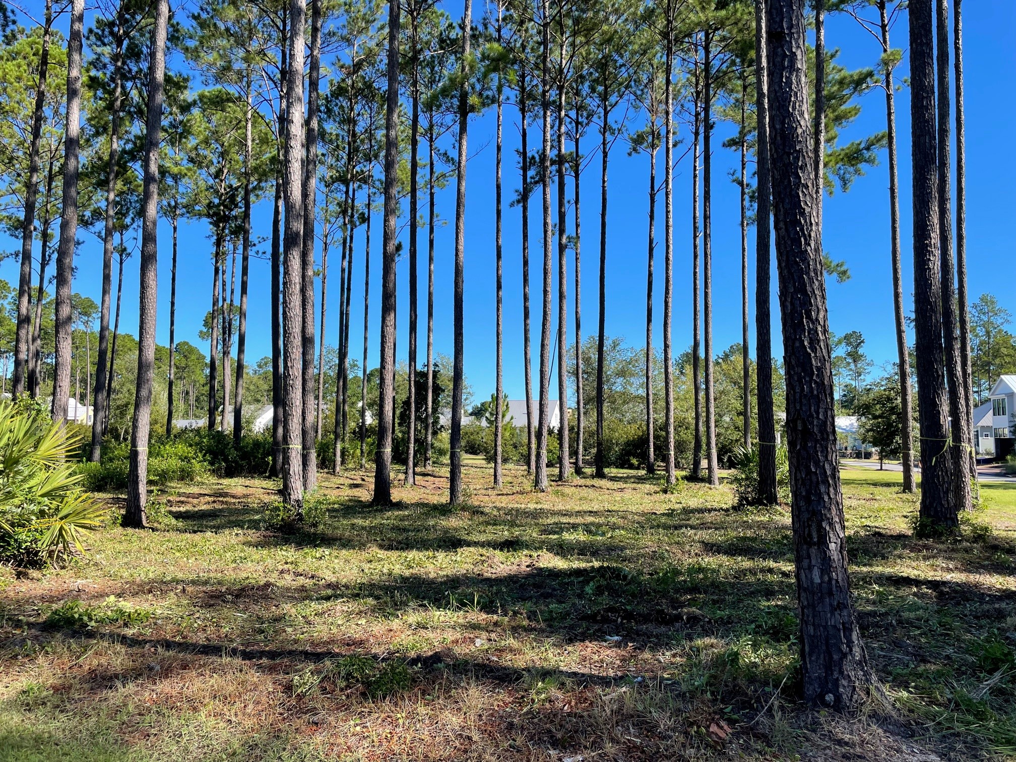 102 Summer Ducks – Palmetto Bluff